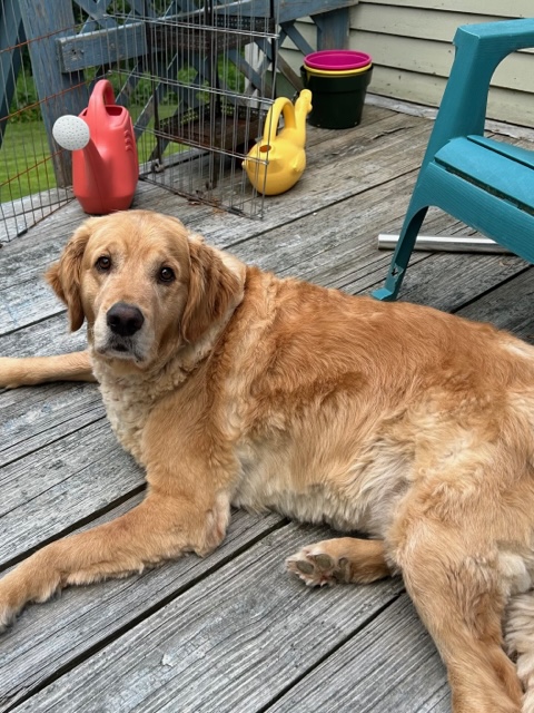 Shady and Blue, summer 2023 – posted 7/5/2023 | Jonathan P. Baird